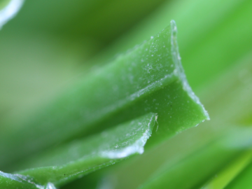Blade Profiles for Turf | AAM USA-Made