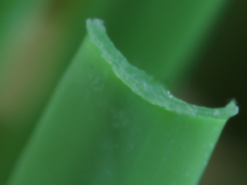 Blade Profiles